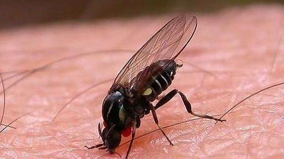 Spanish Experts Warn Of plague Of Black Flies After The Heat Wave spanish-experts-warn-of-plague-of-black-flies-after-the-heat-wave