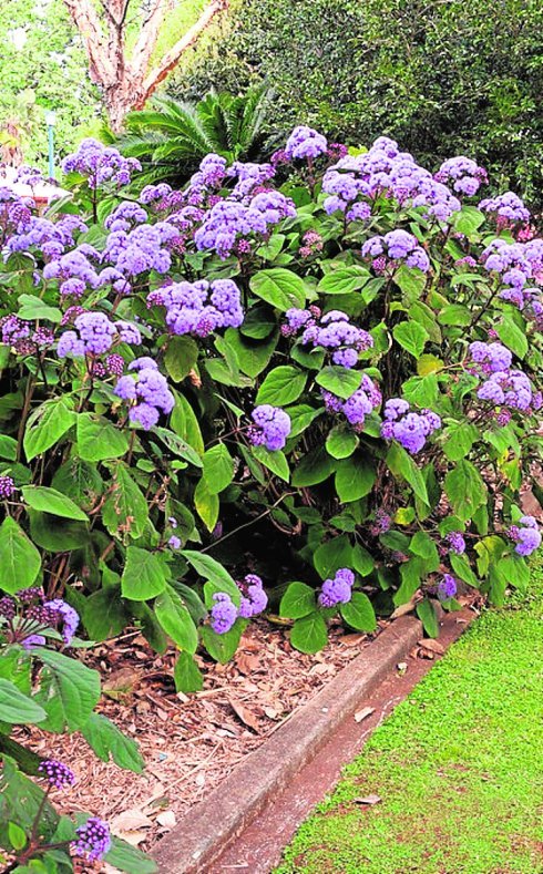 The mist flower . surinenglish.com