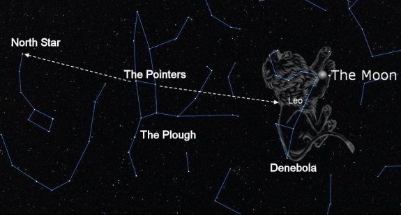 Finding Leo the lion . surinenglish.com