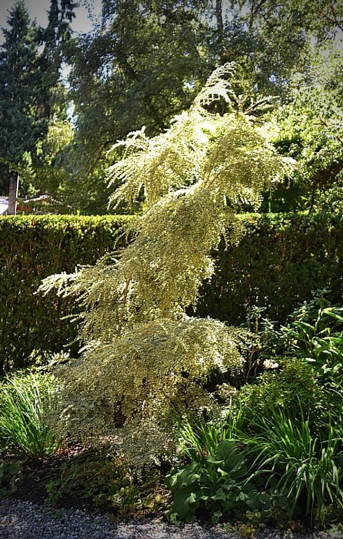 The Boxleaf azara . surinenglish.com