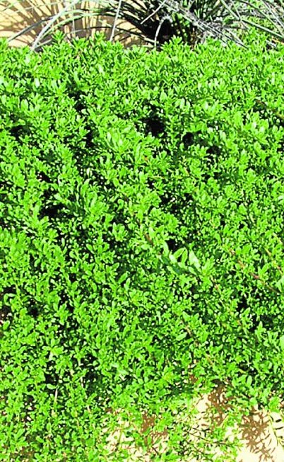 Creeping Boobialla . surinenglish.com