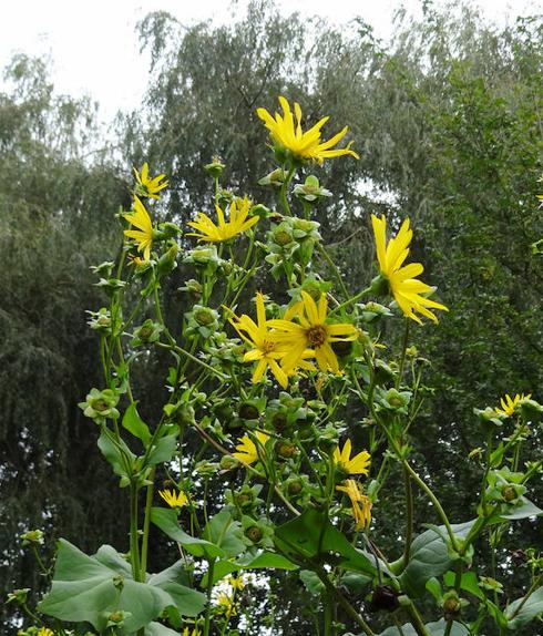 Silphium perfoliatum . surinenglish.com
