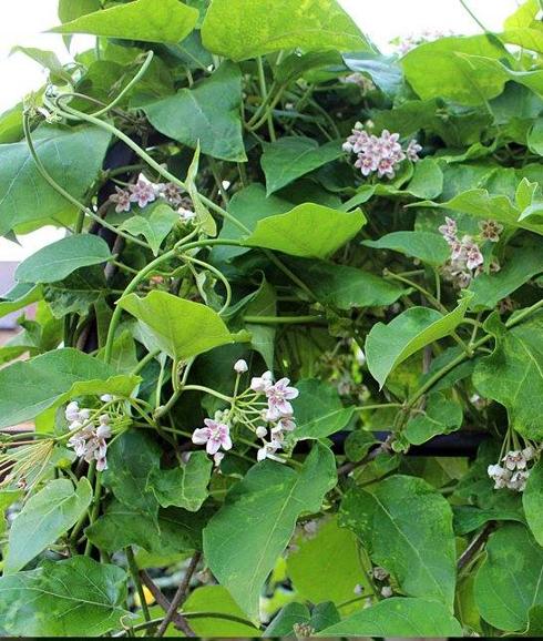 Chinese dregea . surinenglish.com