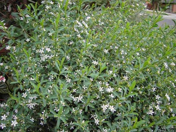 The long leaf wax flower . surinenglish.com