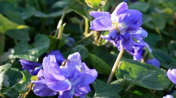 Sweet Parma violets . surinenglish.com