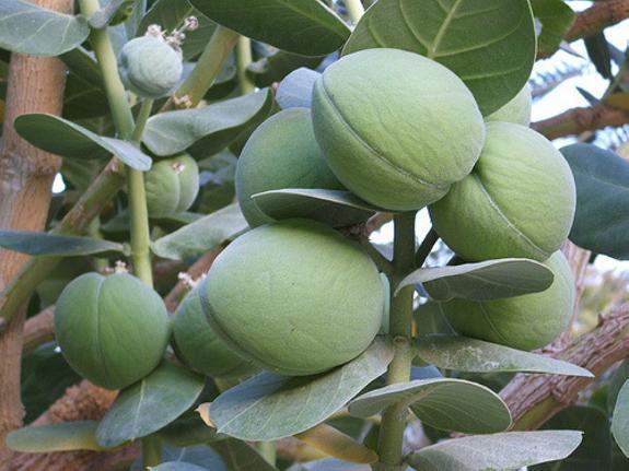 The Apple of Sodom . surinenglish.com