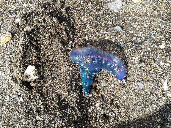 Portuguese Man o' War reaches the Costa . surinenglish.com