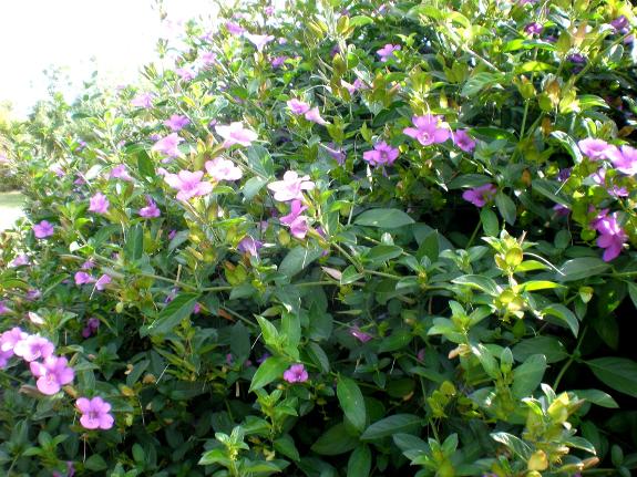 The Violet Bush . surinenglish.com