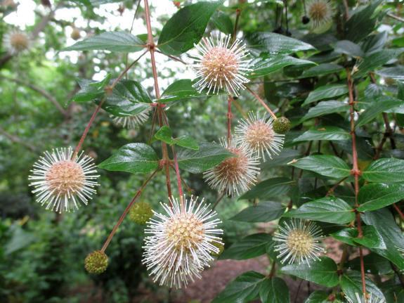A look a the Chinese buttonbush . surinenglish.com