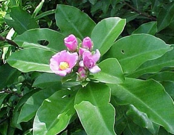 A primitive plant form . surinenglish.com