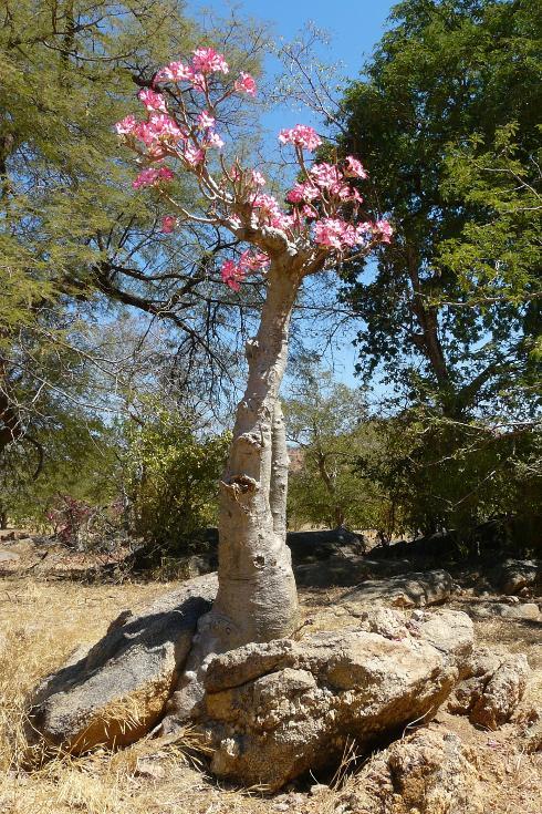 Adenium obesum . surinenglish.com