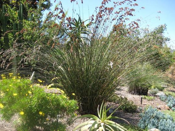 Restio multiflorus . surinenglish.com